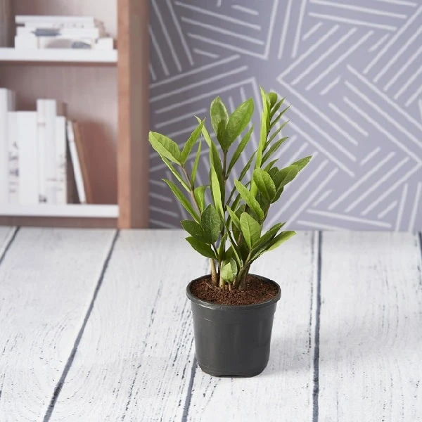 Zz Green The Indestructible Houseplant