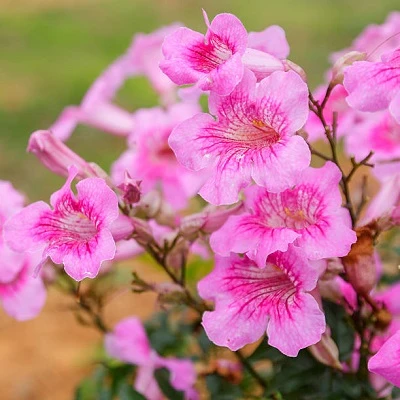 Tecoma Pink: A Burst of Tropical Beauty