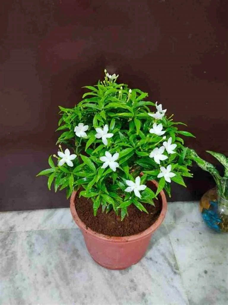 Chandni Dwarf Plant (Crape Jasmine Dwarf)
