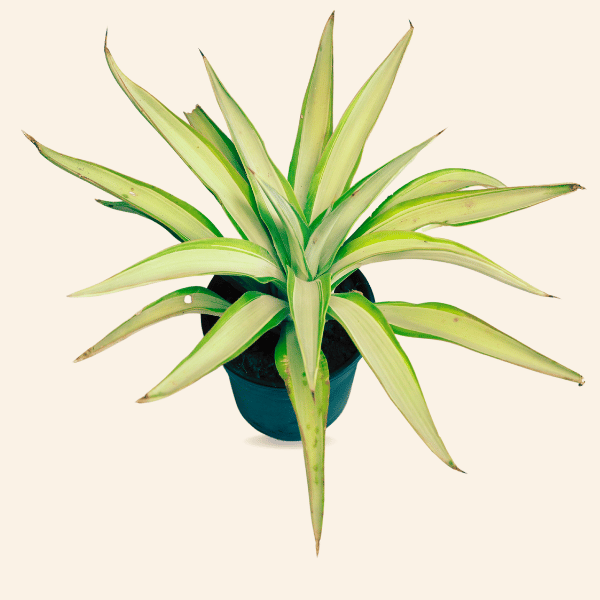 Agave desmettiana 'Quicksilver' – Elegance in Every Leaf