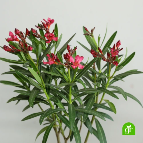 Red Kaner Plant (Oleander)