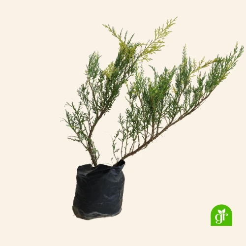 Variegated London Cypress (Cupressus × leylandii)