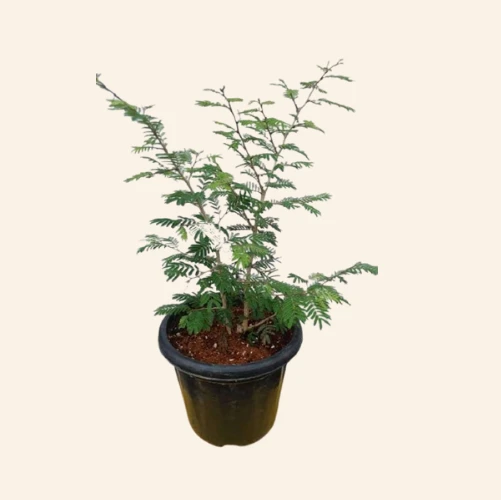 Shami Plant (Prosopis cineraria)