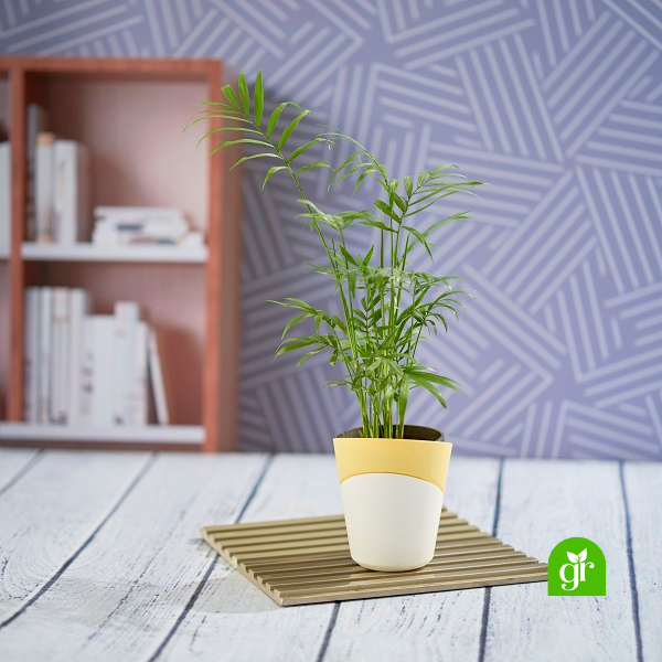 Kantia Palm: Majestic Tropical Elegance