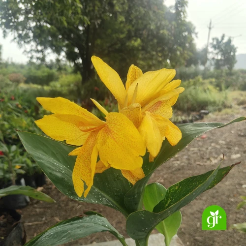 Canna Flower Bulbs(Mix Colour) – Bold Blooms for Vibrant Gardens